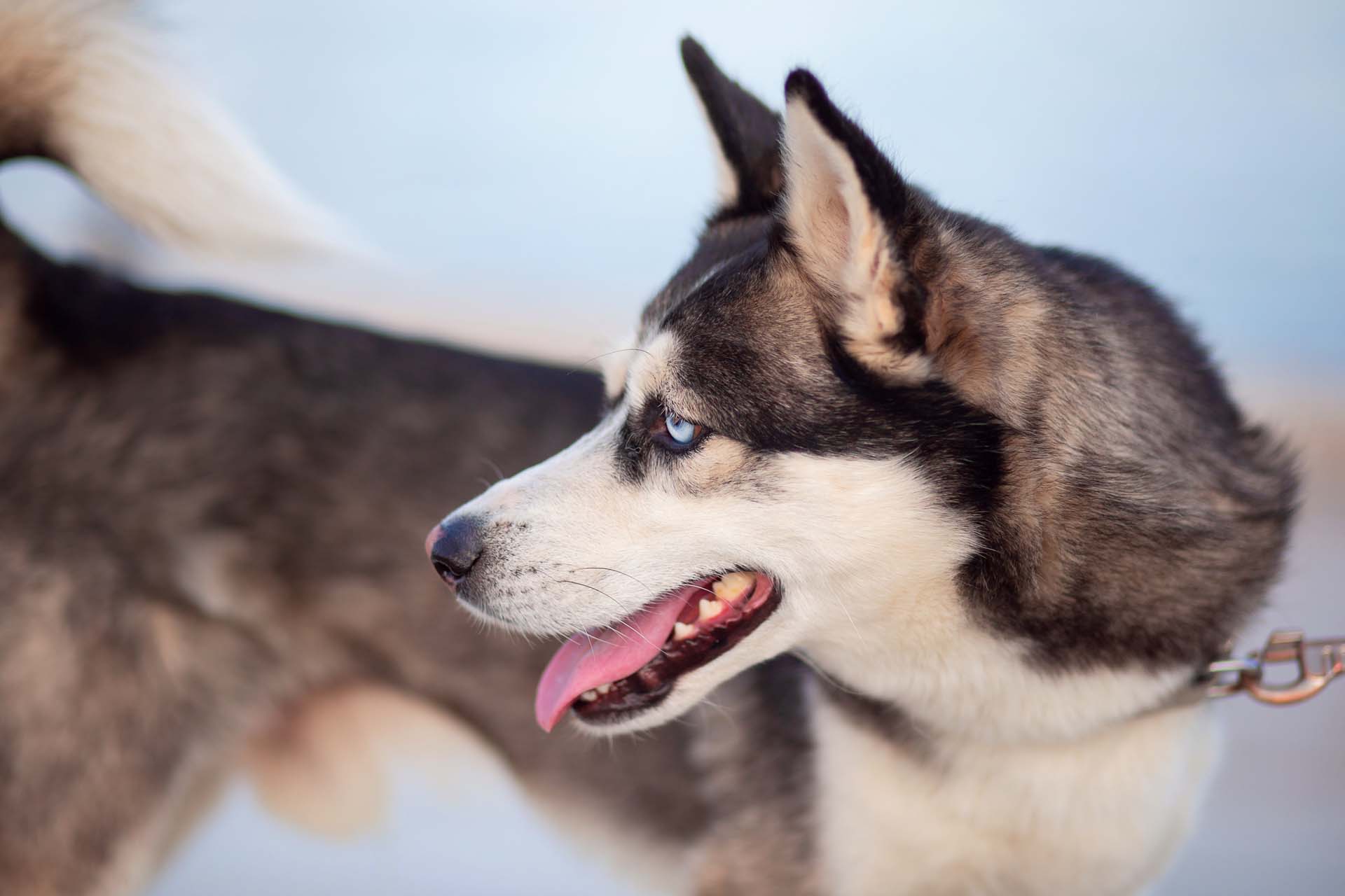 Pet Prescription Request Form | Seneca Animal Hospital