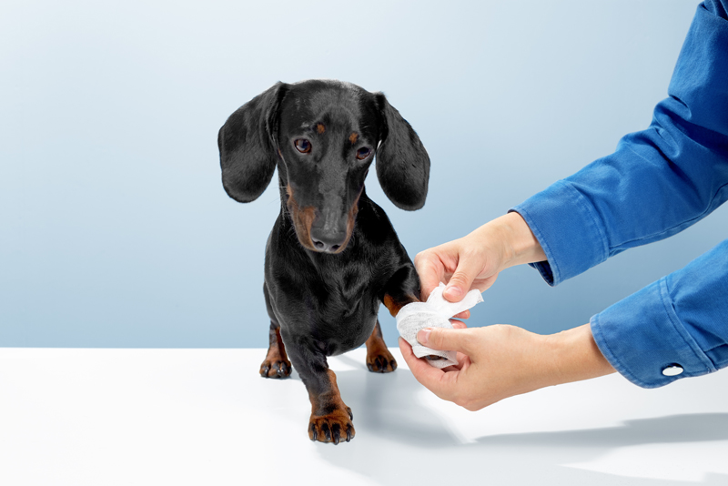 Pet Urgent Care & Emergencies In Seneca, SC | Seneca Animal Hospital