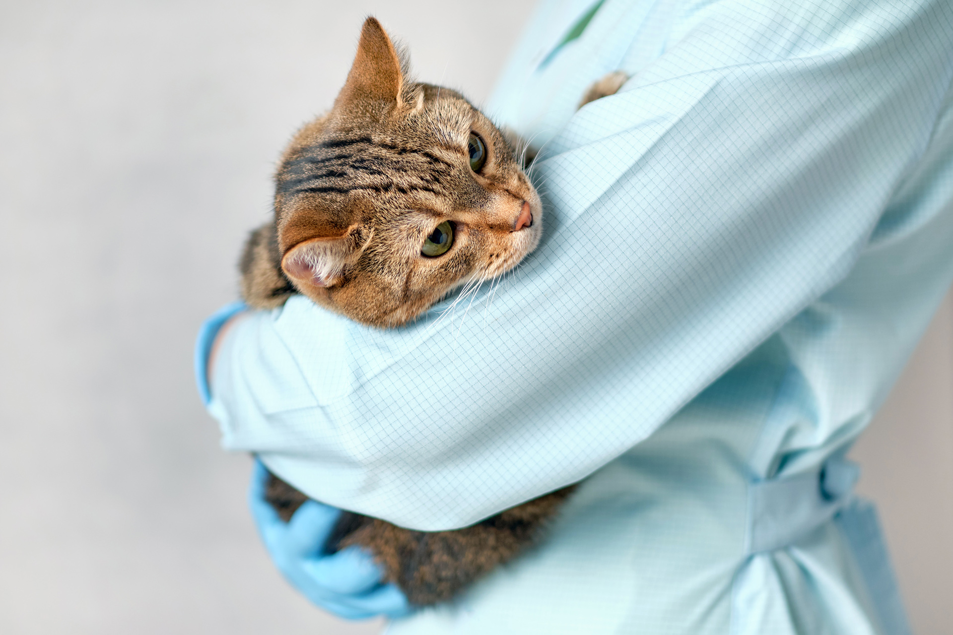 Pet End-of-Life Care In Seneca, SC | Seneca Animal Hospital