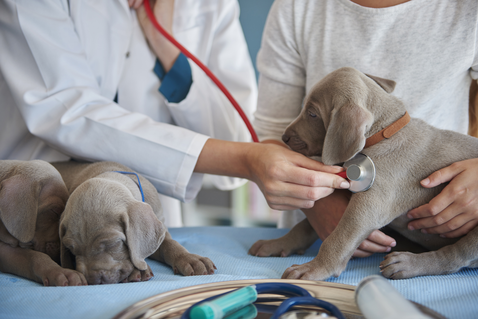 Pet Health Certificates In Seneca, SC | Seneca Animal Hospital