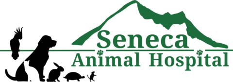 Best Veterinary Hospital In Seneca, SC | Seneca Animal Hospital