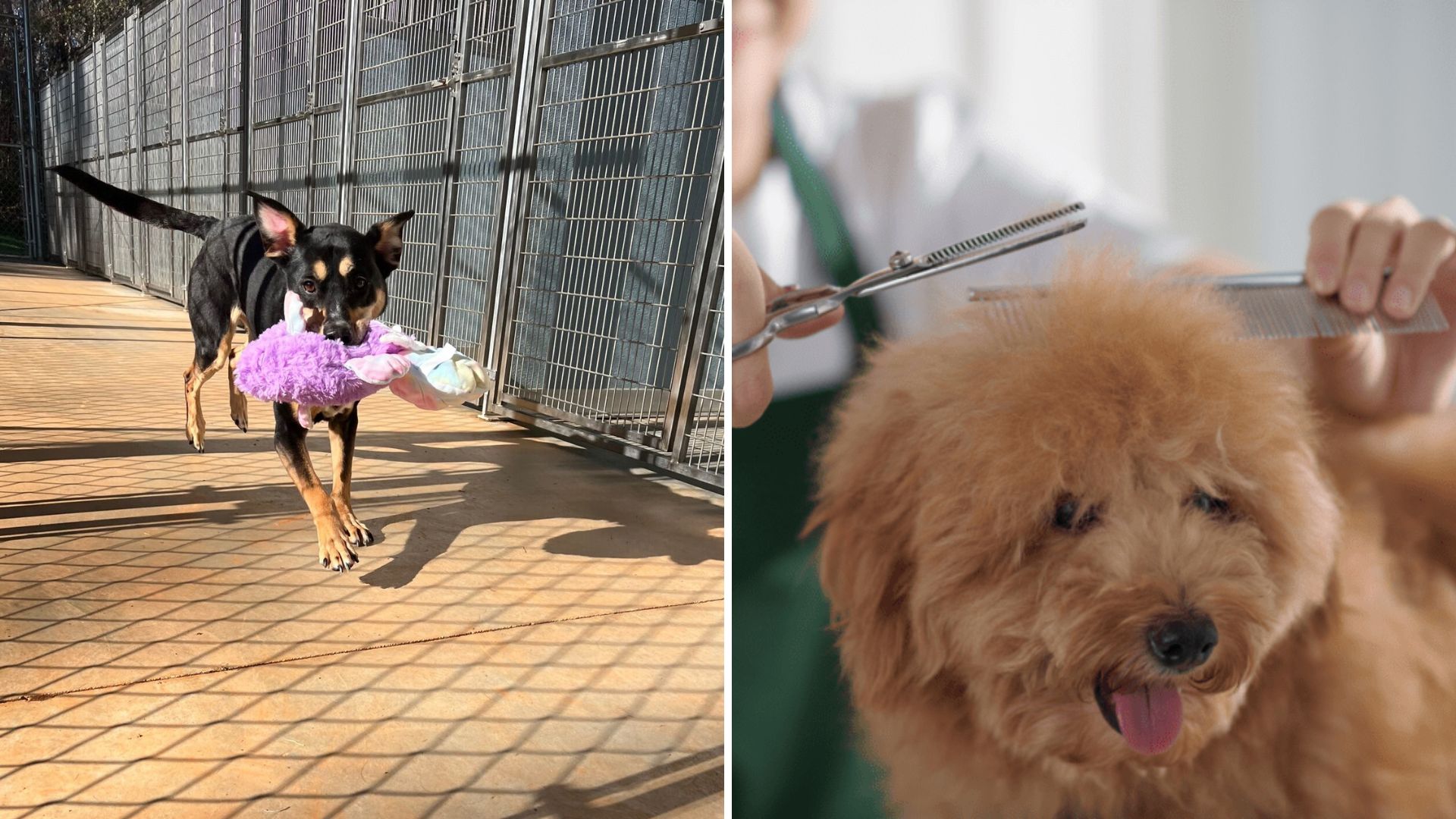 Pet Boarding & Bathing Services In Seneca, SC | Seneca Animal Hospital