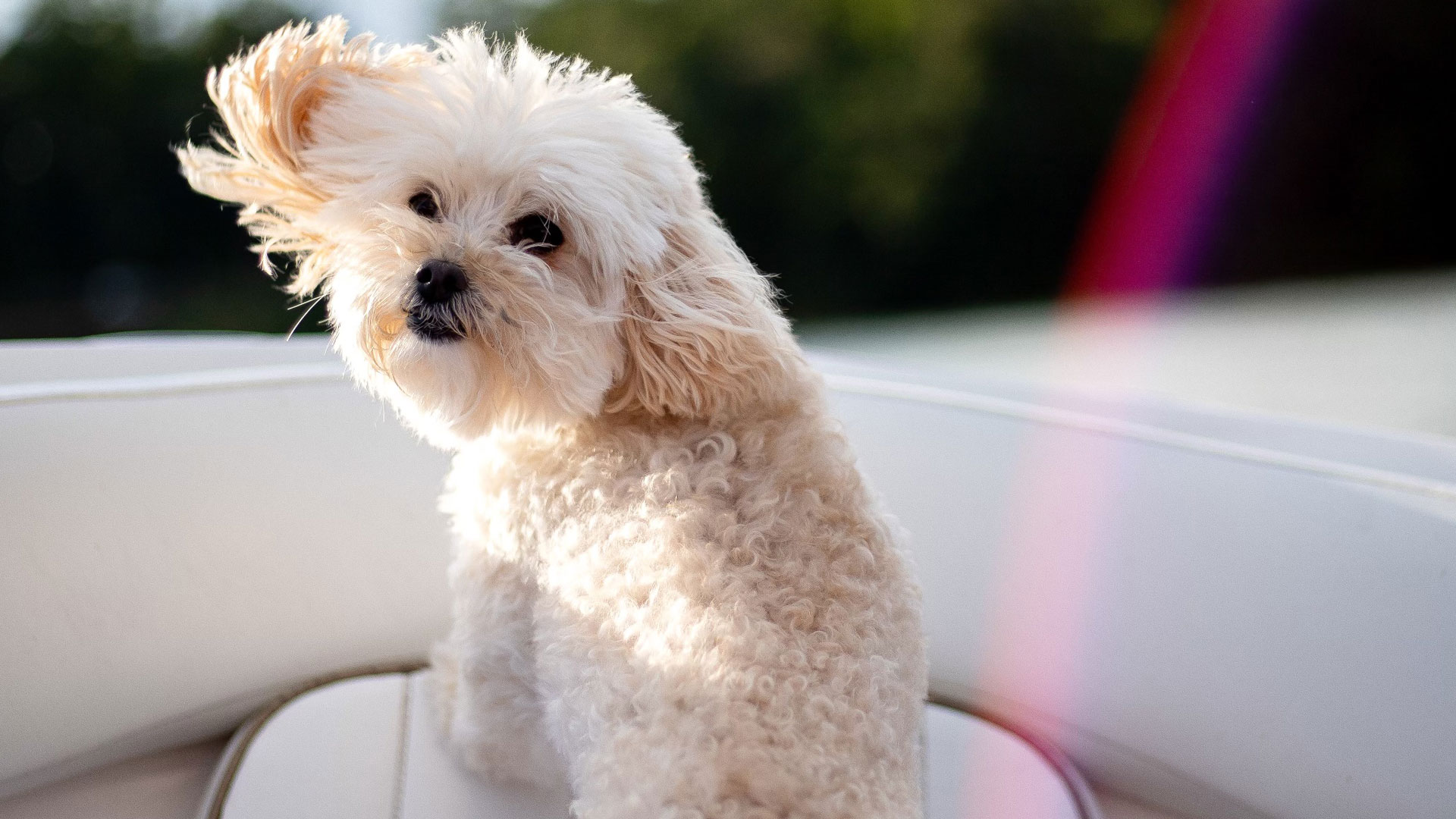 Boarding Consent Success | Seneca Animal Hospital