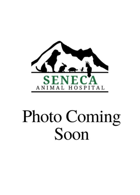 Veterinarian In Seneca, SC 29678 | Seneca Animal Hospital