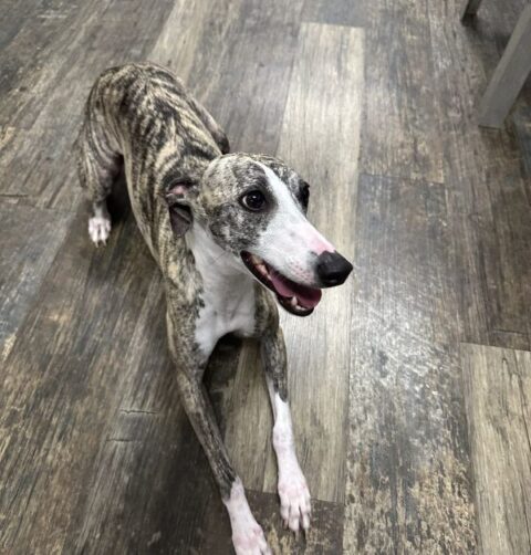 Pet Boarding & Bathing Services In Seneca, SC | Seneca Animal Hospital