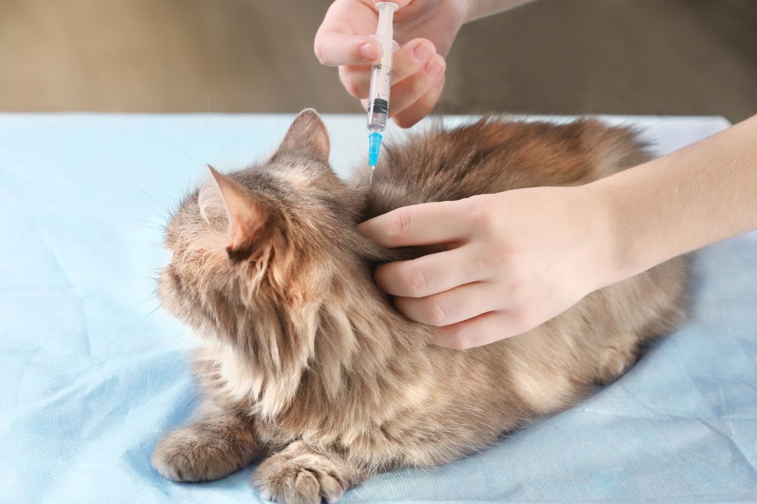 The Importance Of Vaccine Boosters: Ensuring Full Immunization For Pets ...