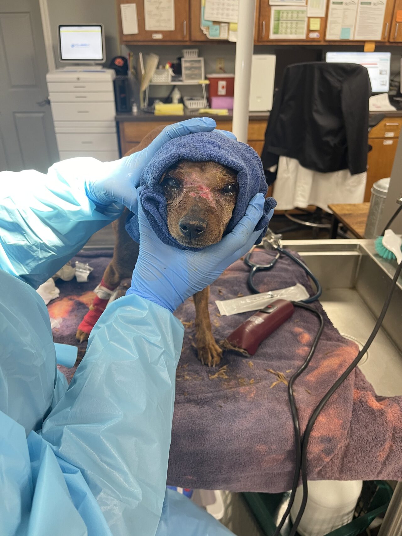 The Story Of Our Stray | Seneca Animal Hospital