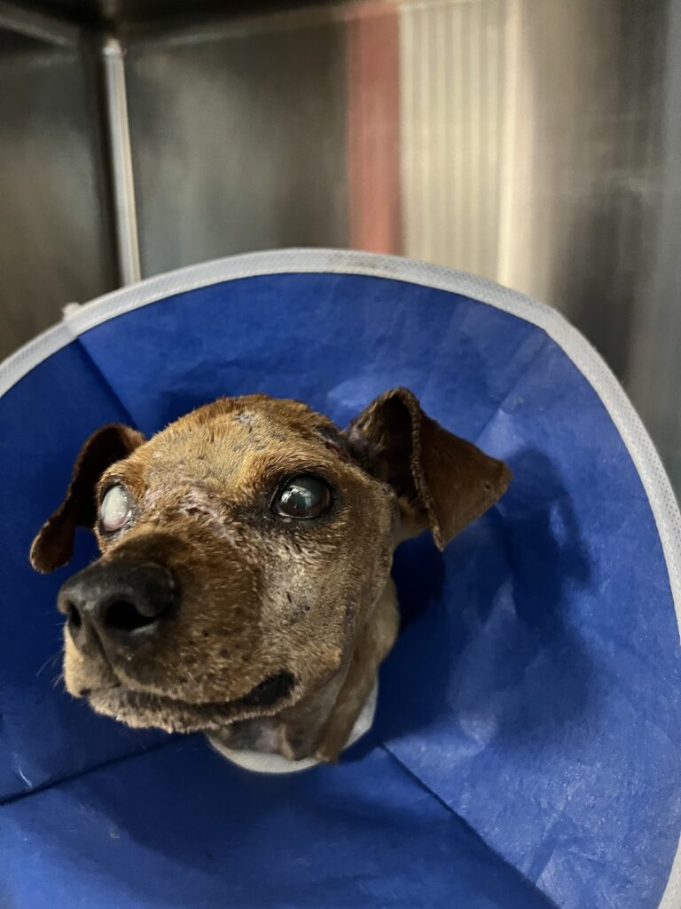 The Story Of Our Stray | Seneca Animal Hospital